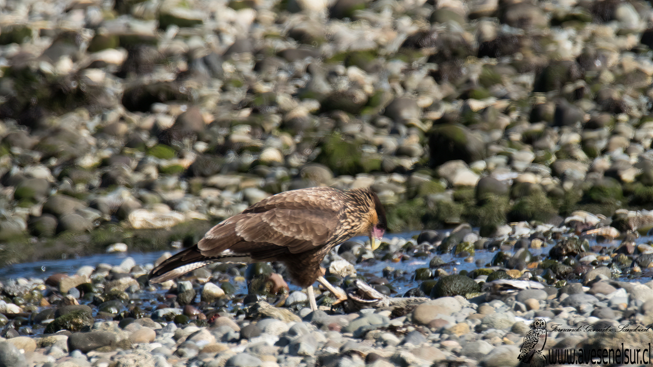 Aves en el sur de Chile - Avistamiento y Fotografías de aves.