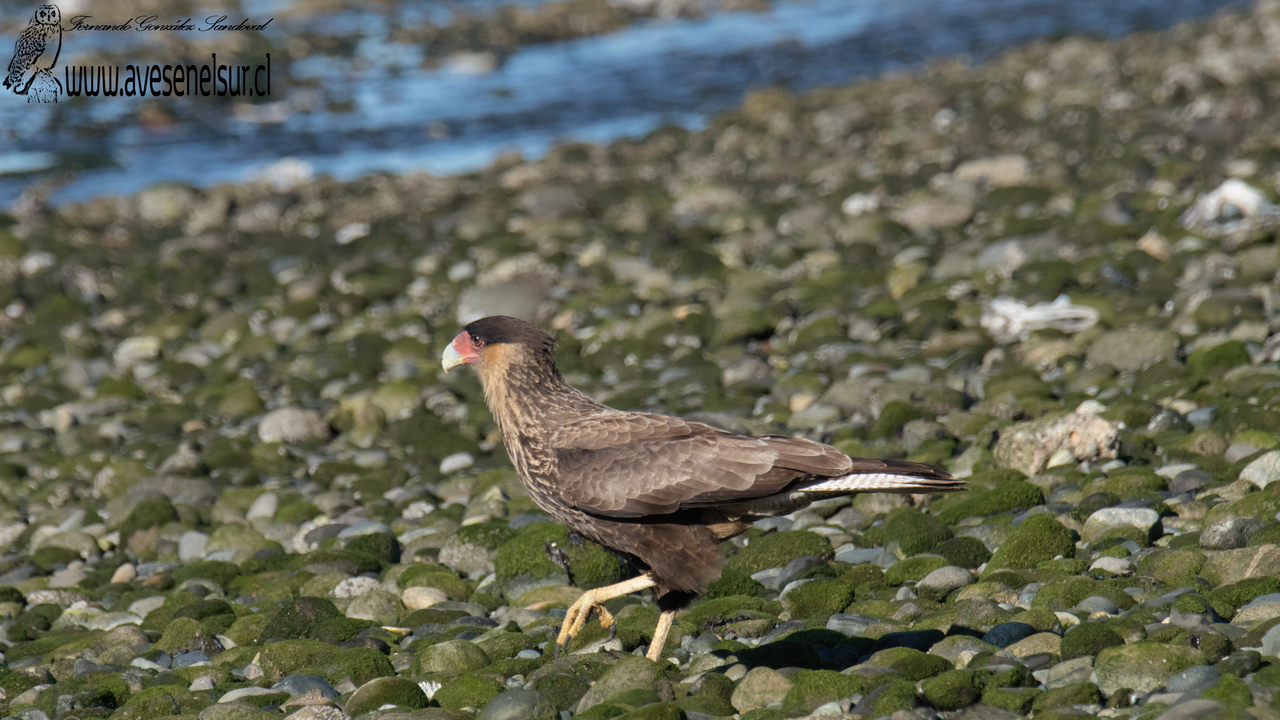 Aves en el sur de Chile - Avistamiento y Fotografías de aves.