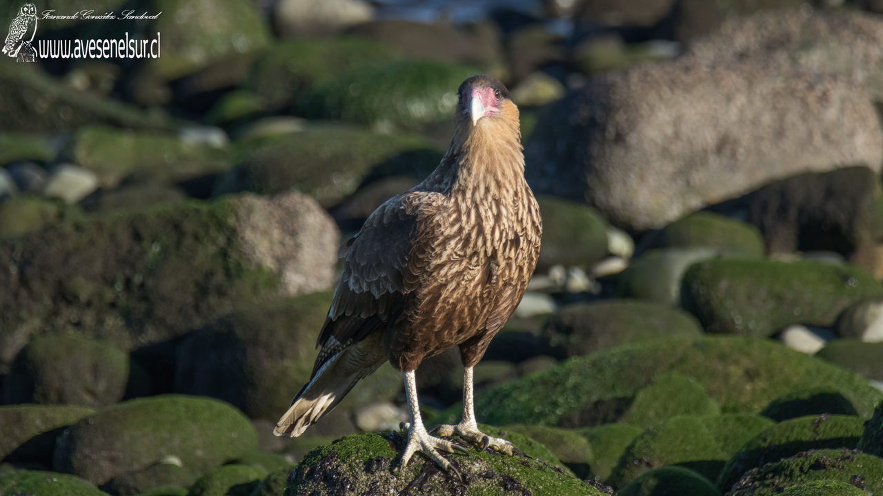 Aves en el sur de Chile - Avistamiento y Fotografías de aves.