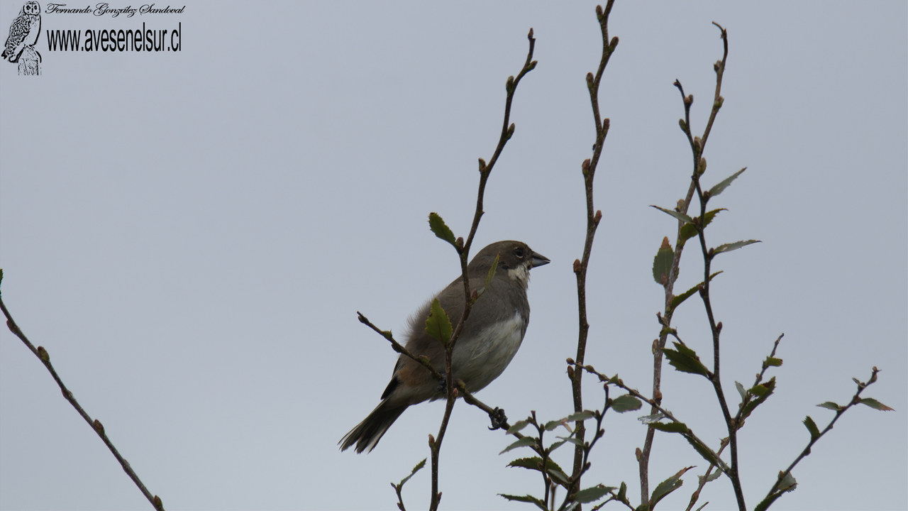 Aves en el sur de Chile - Avistamiento y Fotografías de aves.