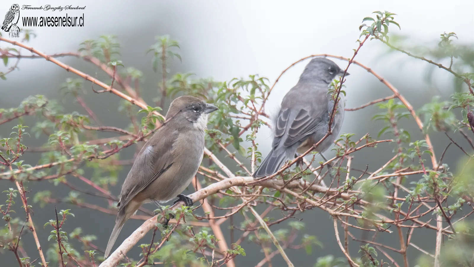Aves en el sur de Chile - Fotografías de aves en el sur de Chile.