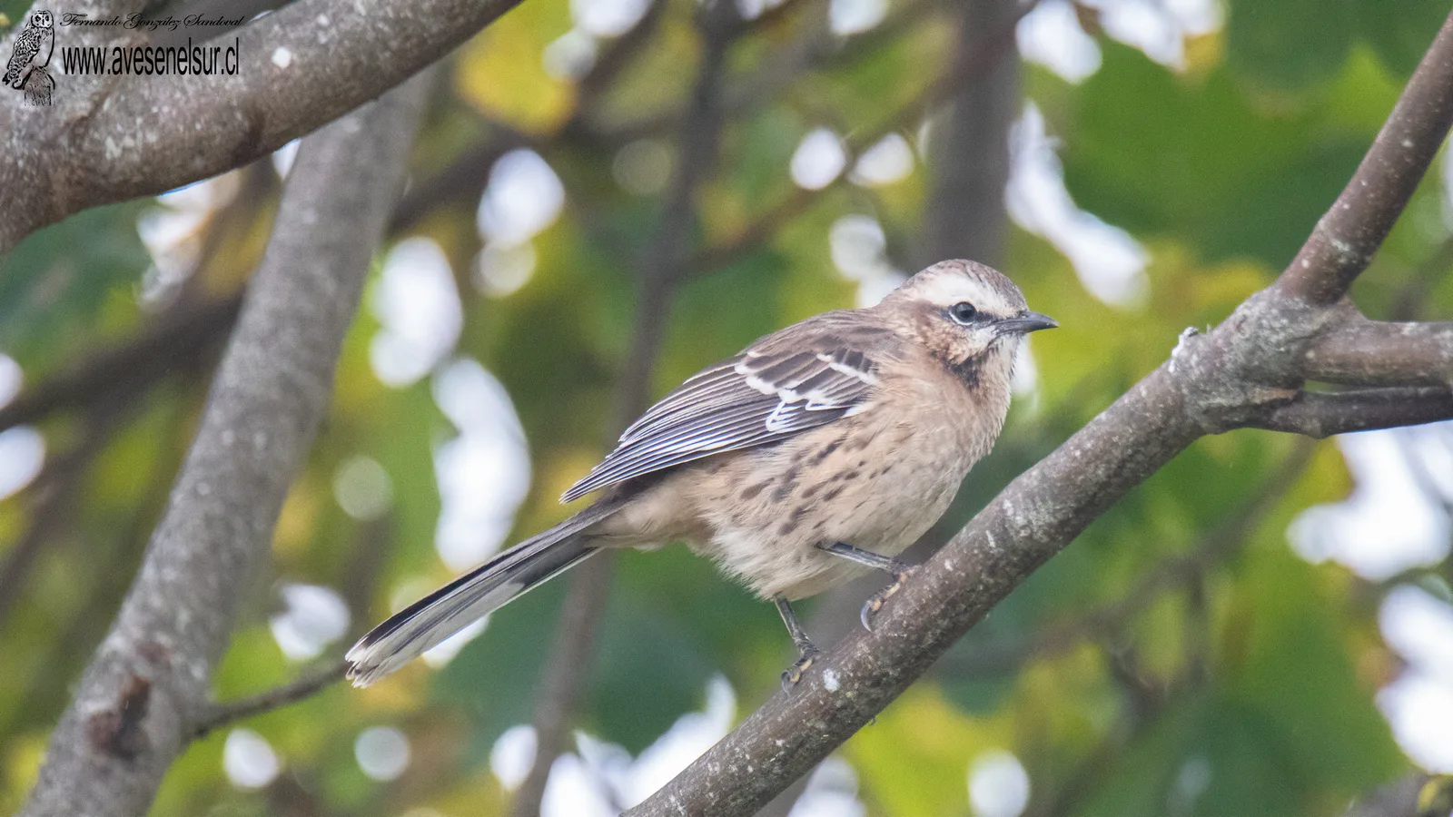 Aves en el sur de Chile - Fotografías de aves en el sur de Chile.